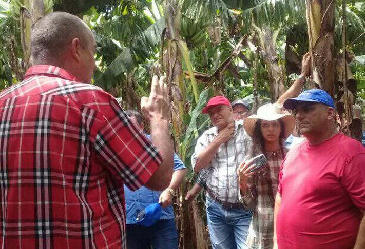 Producción de alimentos en Sancti Spíritus: Intercambio al pie del surco