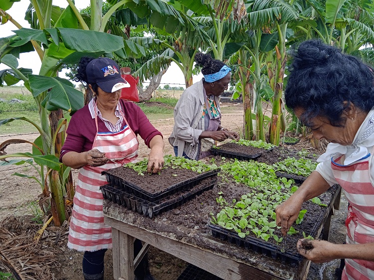 Pinar del Río: en San Luis se siembra, situaciones adversas