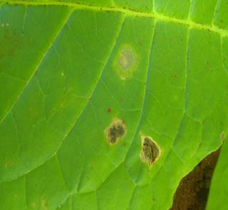 Aspectos que debes conocer sobre el moho azul del tabaco