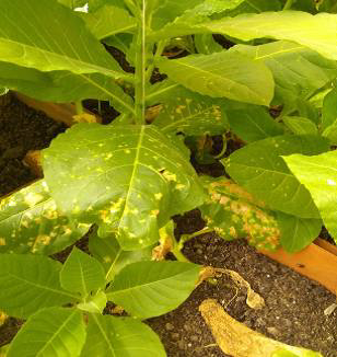 Aspectos que debes conocer sobre el moho azul del tabaco